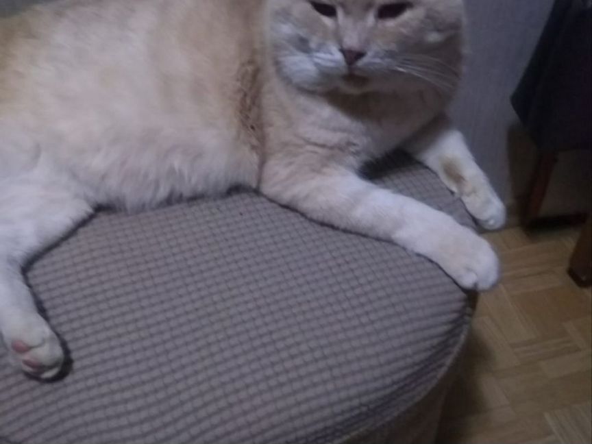 Котики бесплатно в добрые руки