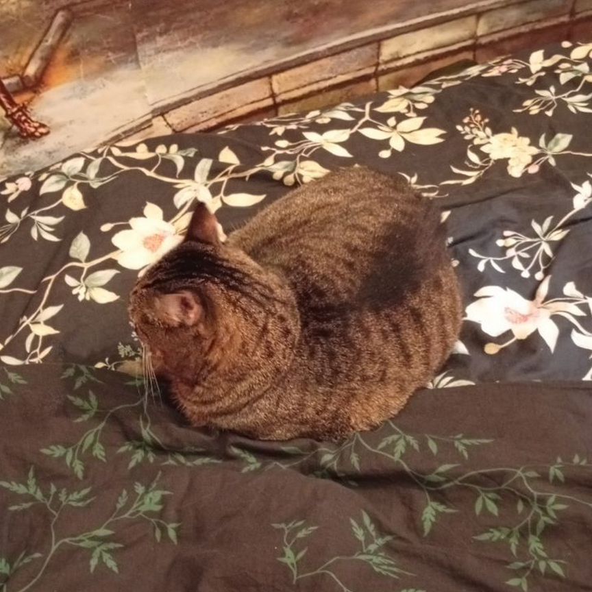 Взрослый кот в добрые руки