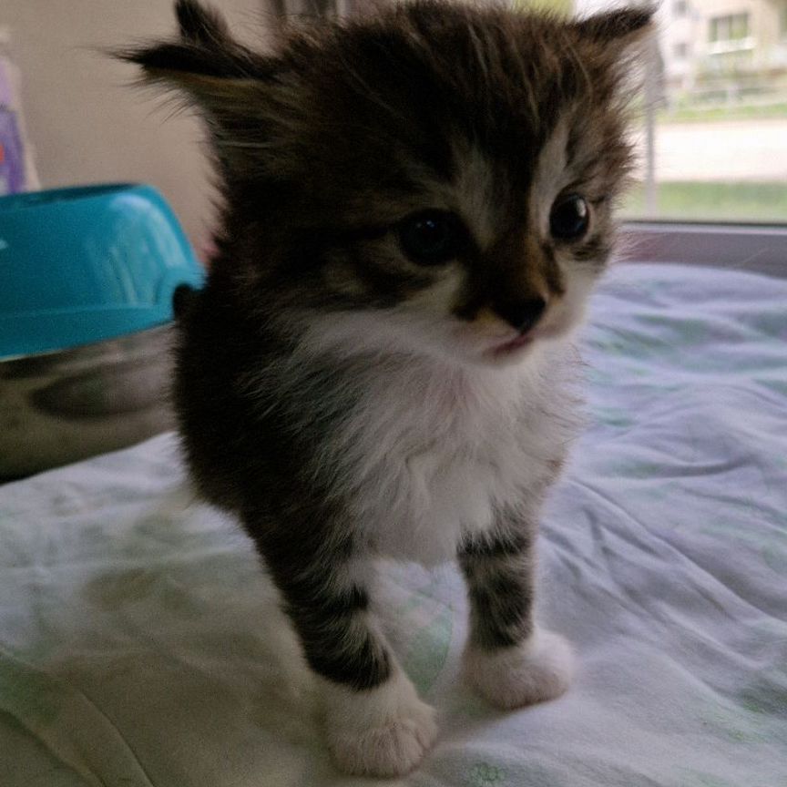 Котенок в добрые руки