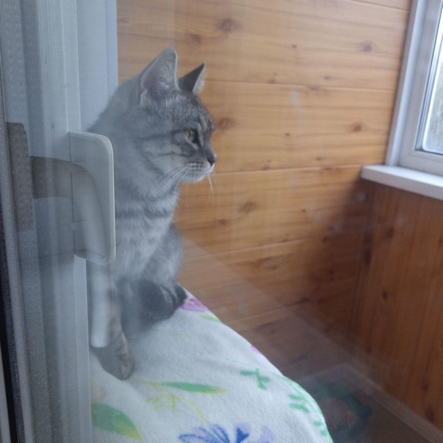 Брошенная кошка