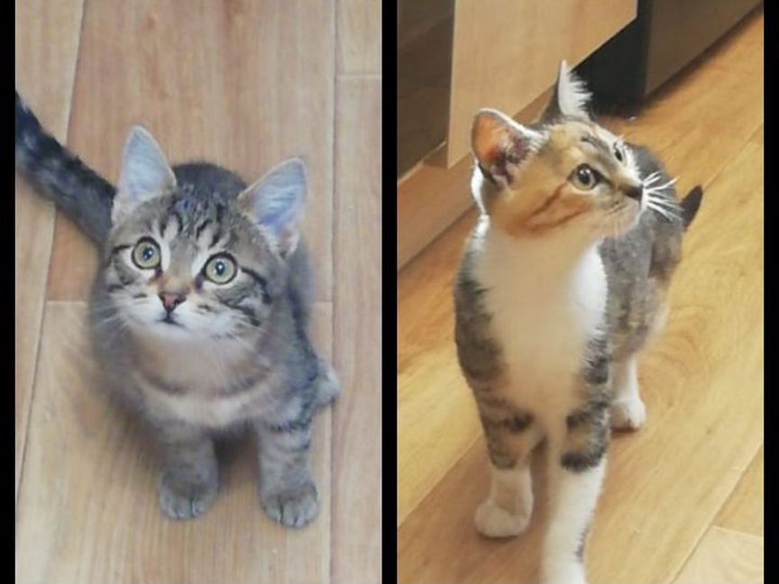 Котята в добрые руки