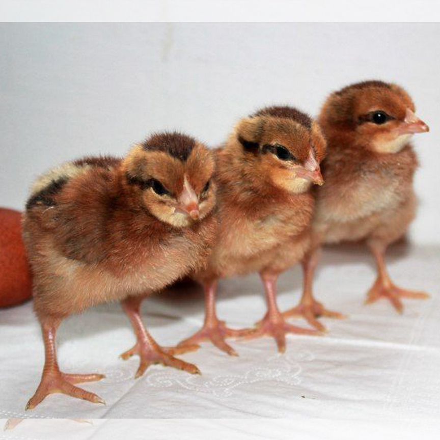 Цыпы с Маяковки ищут новый дом за городом