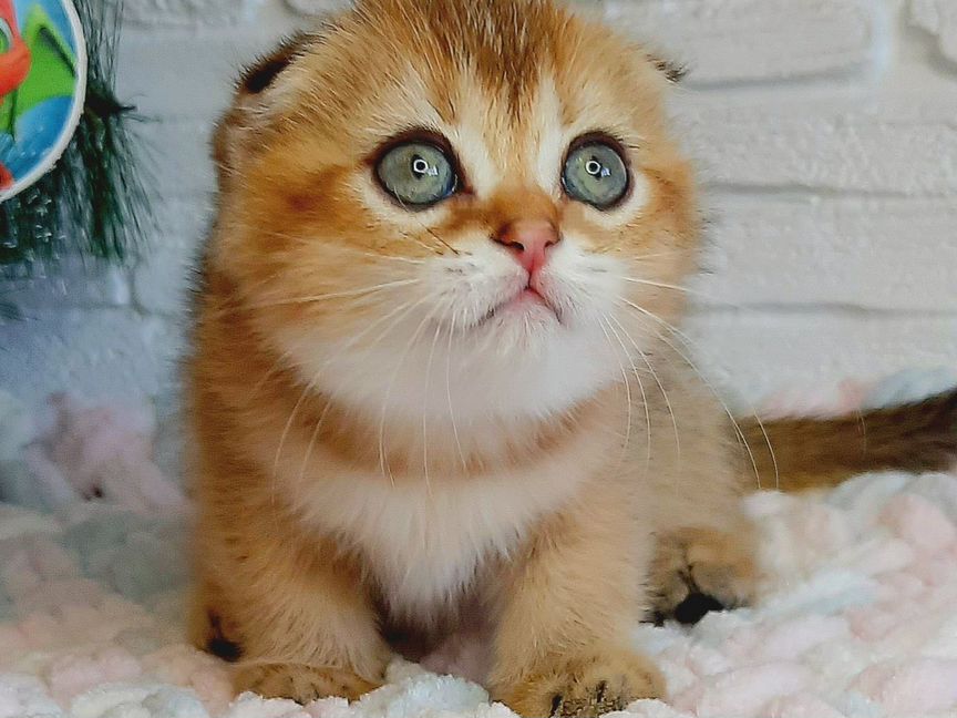 Шотландский котёнок мальчик