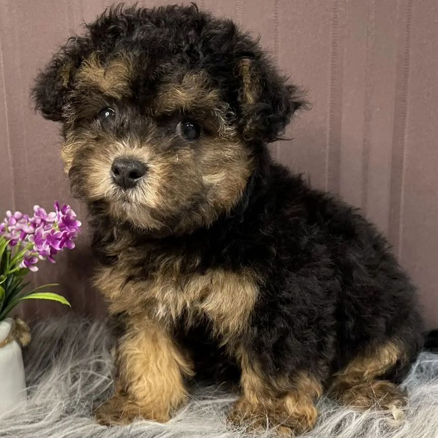 Мальтипу, щенок