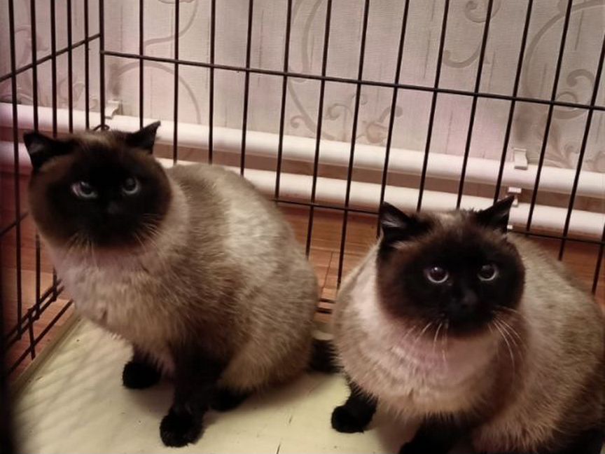 Косоглазка и Синеглазка в добрые руки