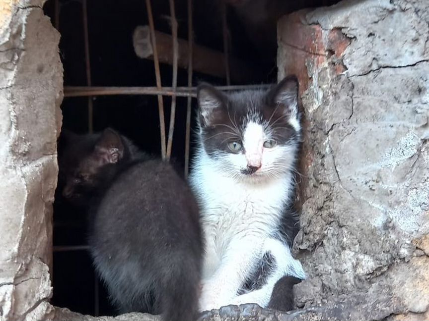 Бездомные котята, нужна помощью