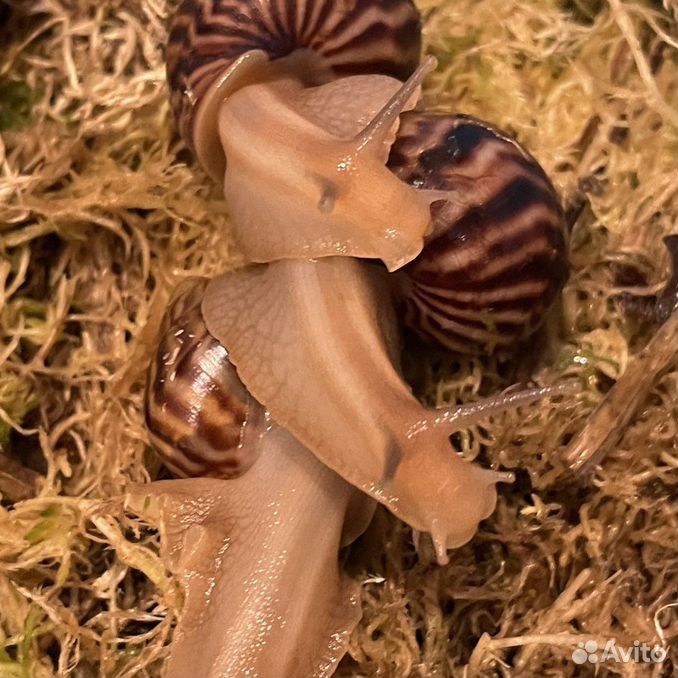 Улитята ахатины бесплатно