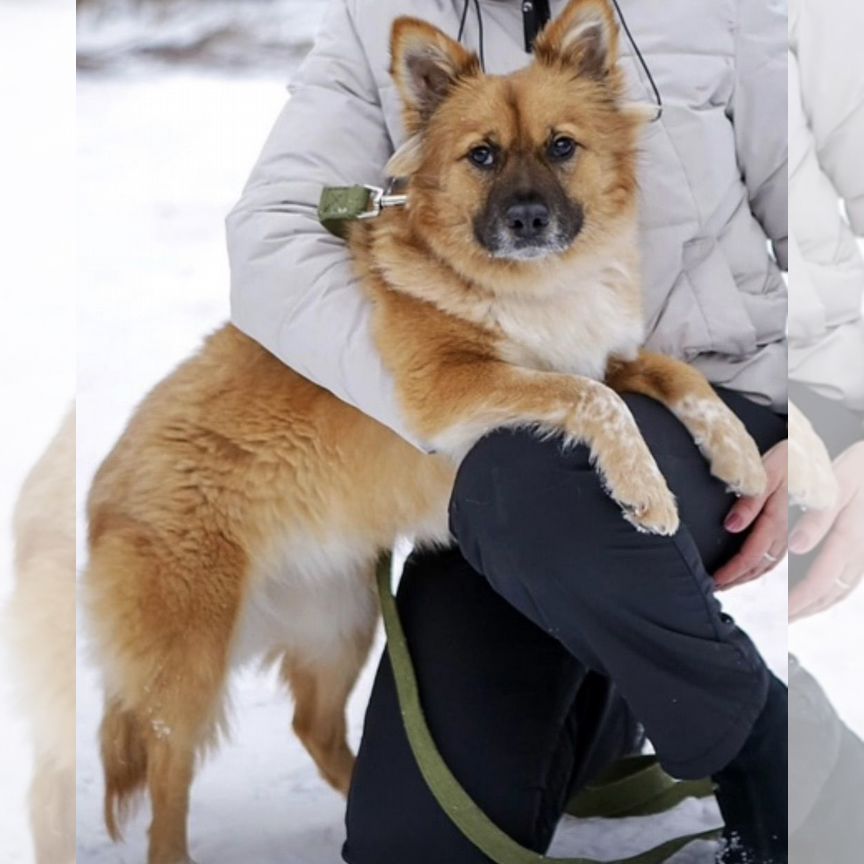 Собака в добрые руки