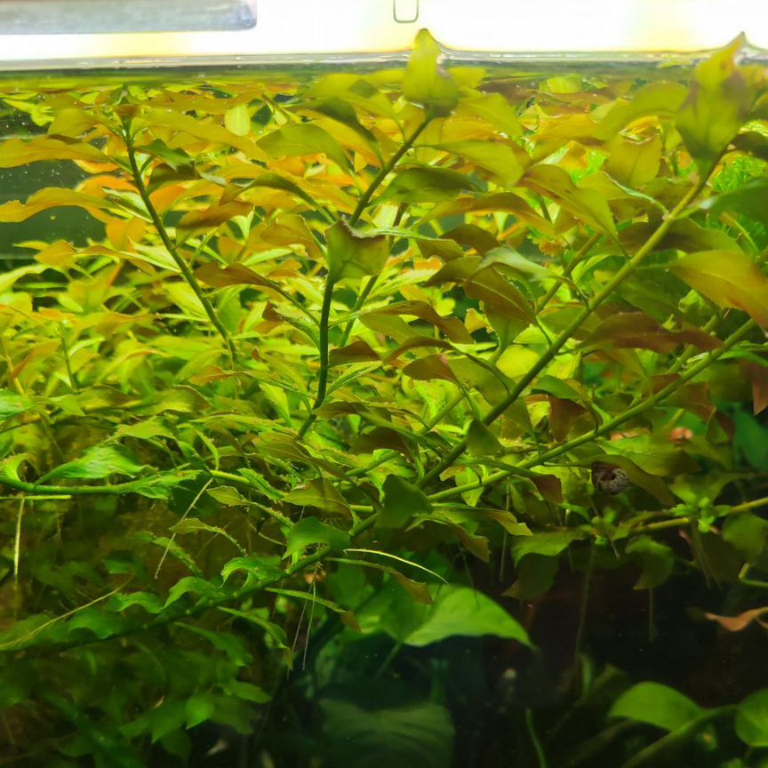 Ричия. Людвигия. Лютея. Растения для аквариума