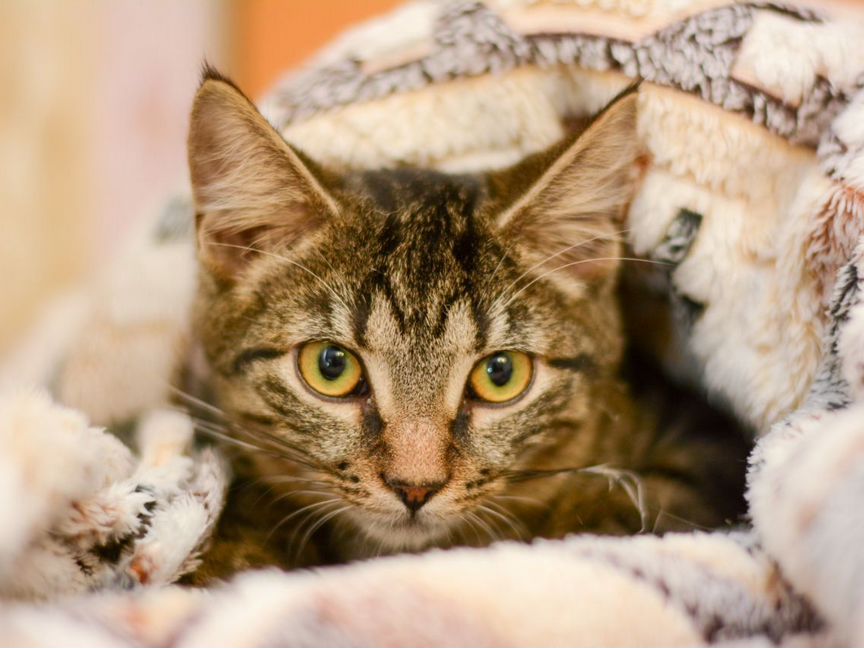 Молоденький котик 7 мес
