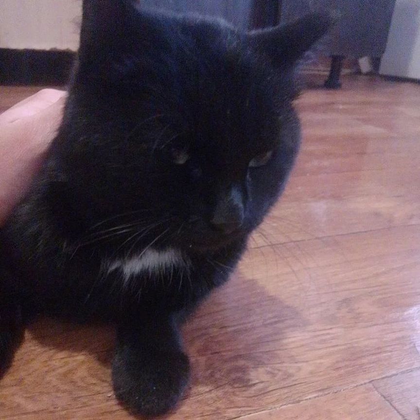 Взрослый кот в добрые руки