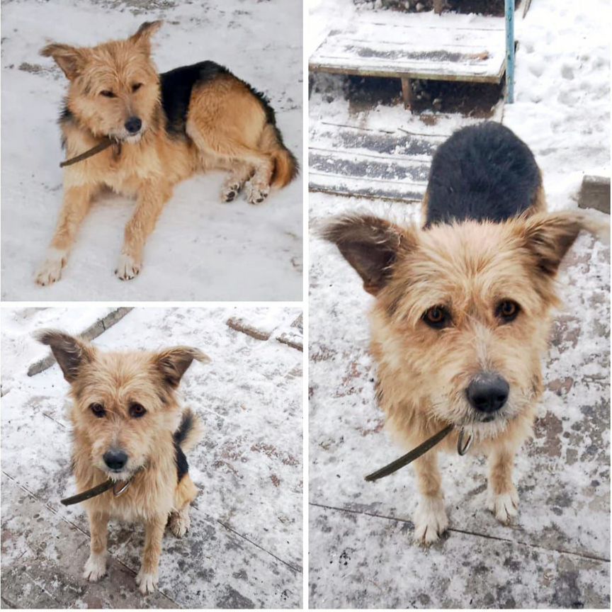 Пес дрожит от холода