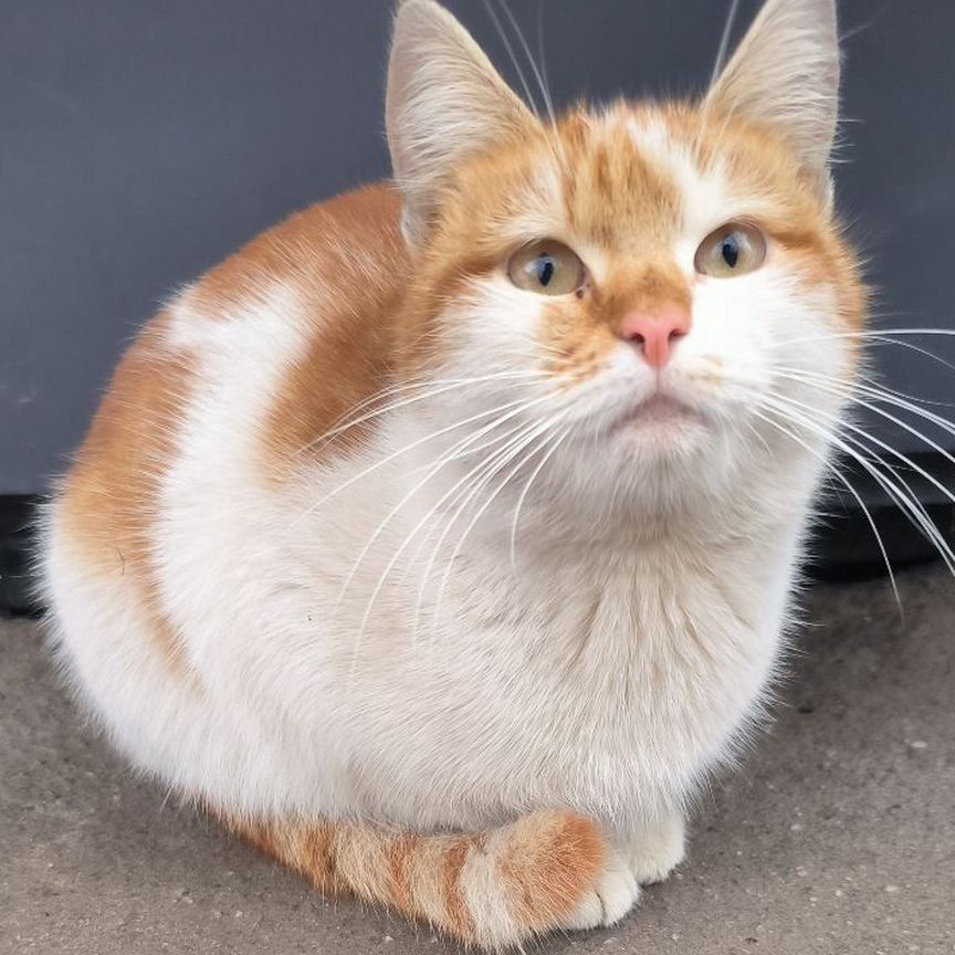 Взрослый кот в добрые руки