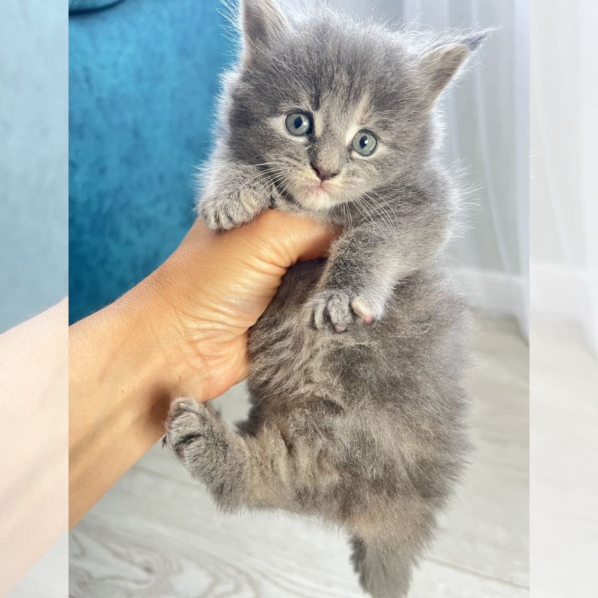 Котята мейн-кун