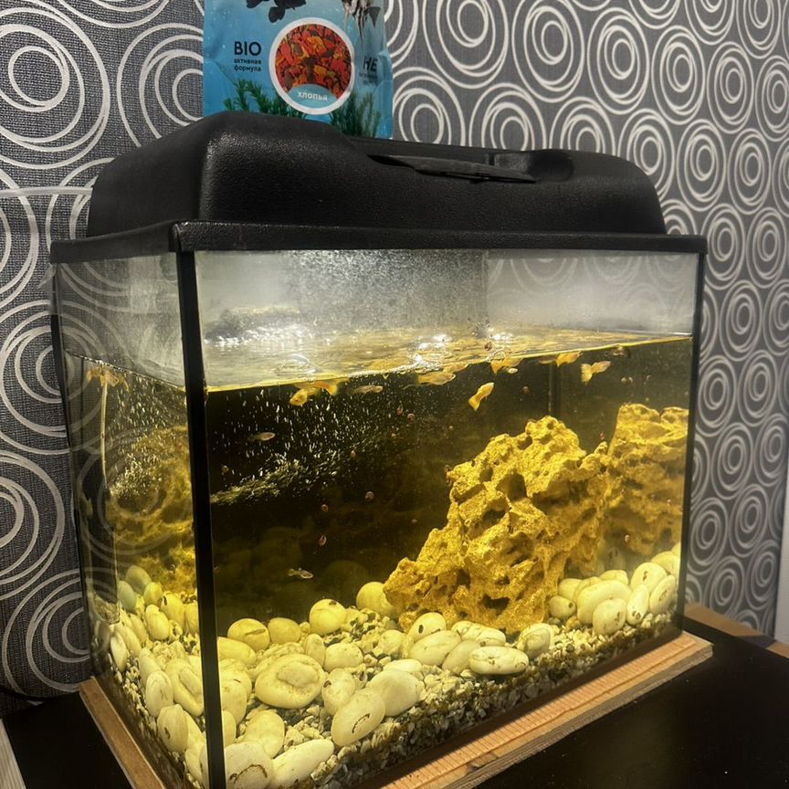 Аквариум с рыбками