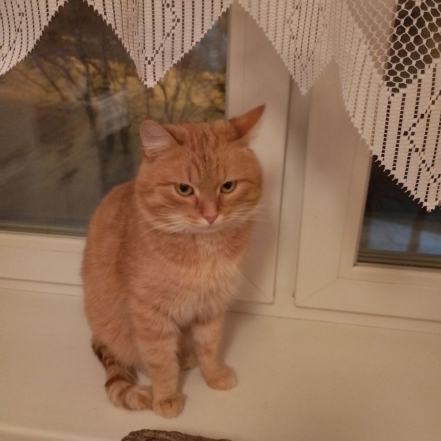 Отдам котика в добрые руки