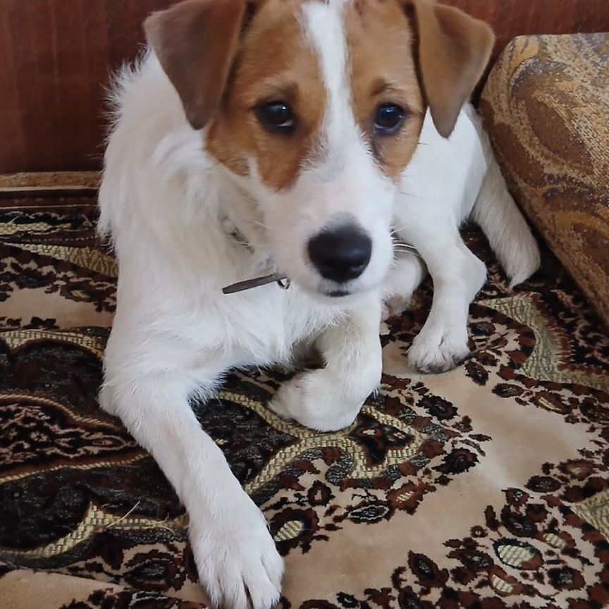 Джек-рассел-терьер, щенок