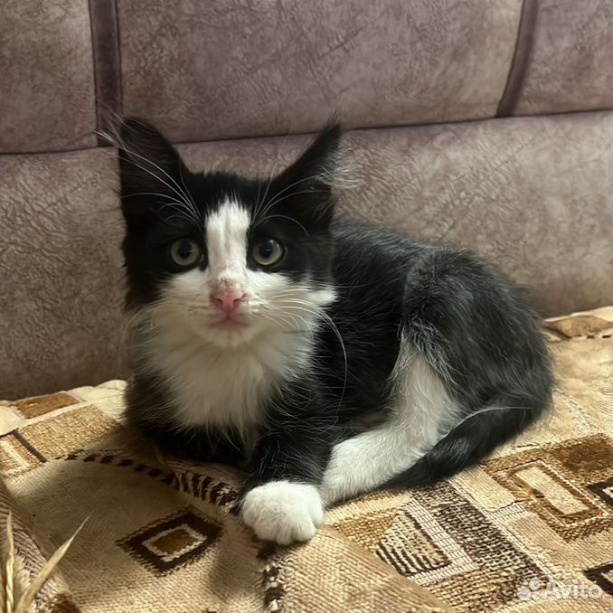 Котик котенок бесплатно