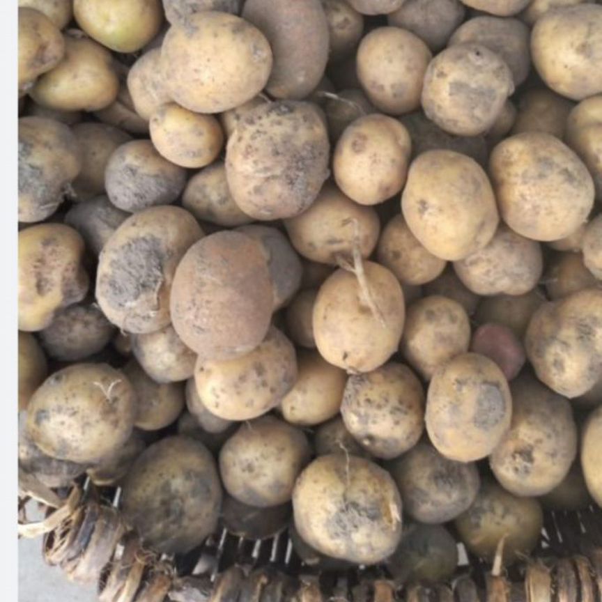 Продам картофель на корм скоту