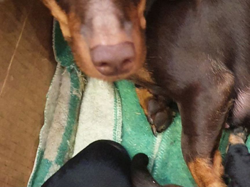 Карликовая такса щенки