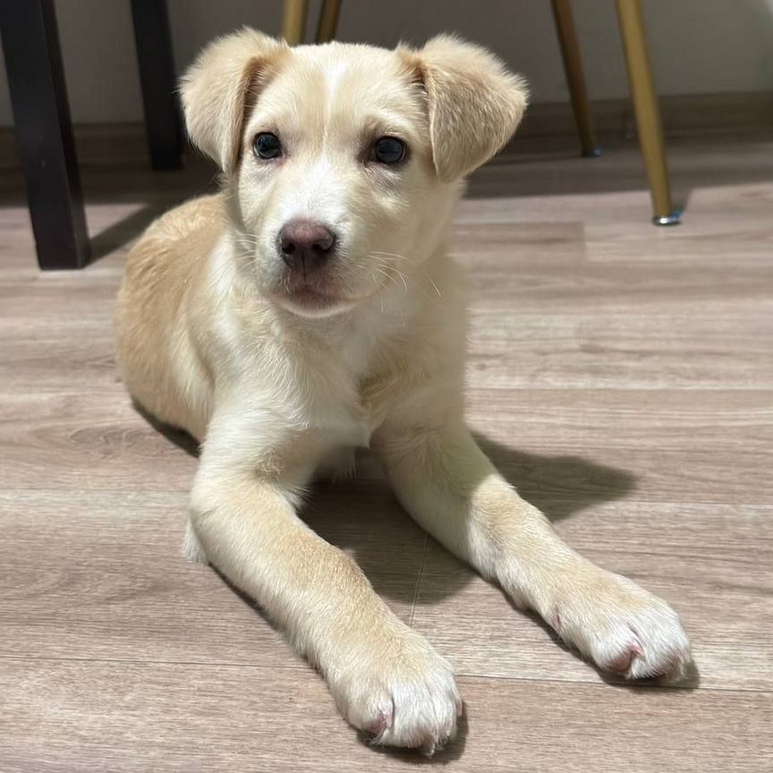 Золотистый ретривер, щенок