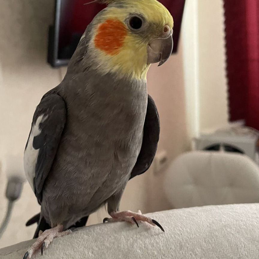 Попугай корелла в добрые руки