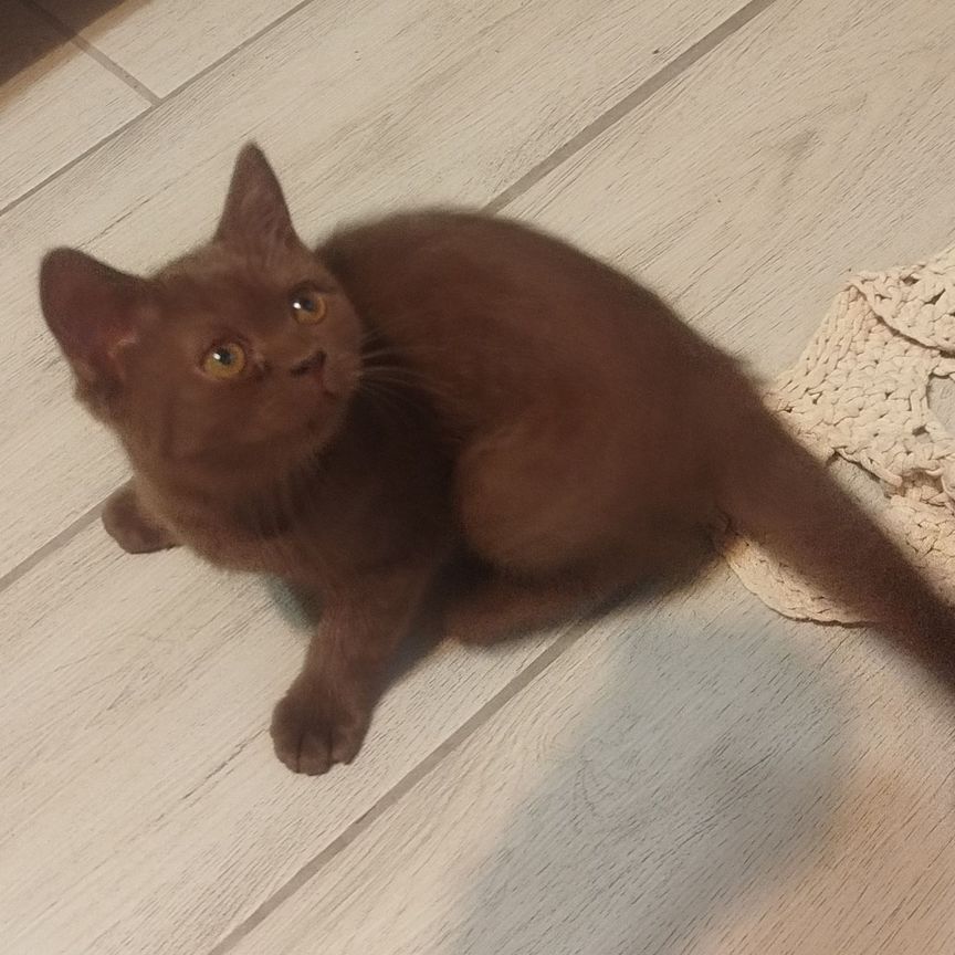 Британский короткошёрстный котёнок