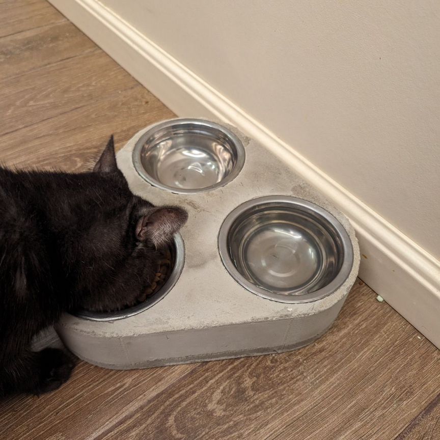 Миски для кошек или собак из бетона