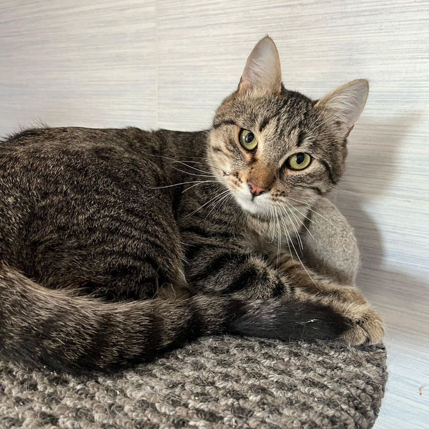 Котик подросток привитый Фикус