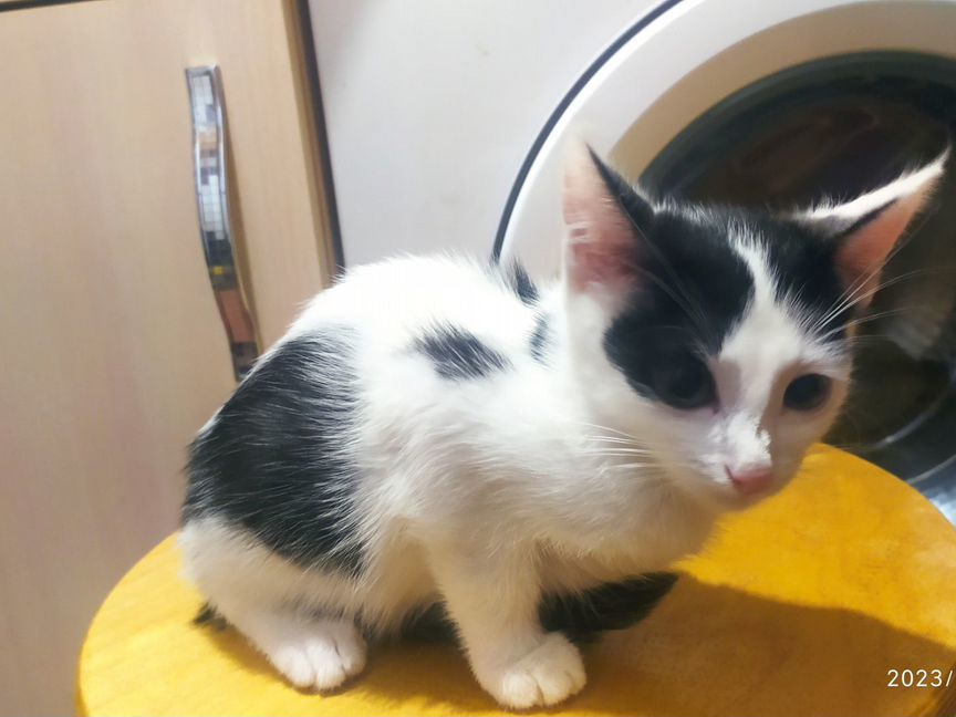 Котята