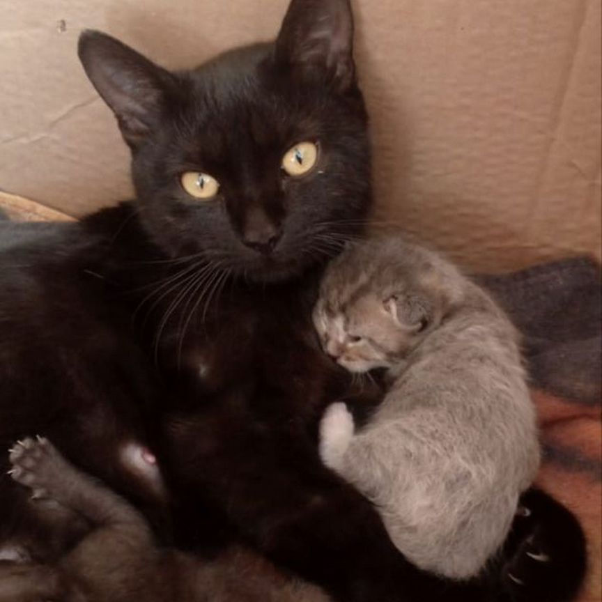 Котята от британочки