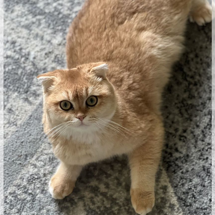 Шотландский вислоухий короткошёрстный, взрослый кот