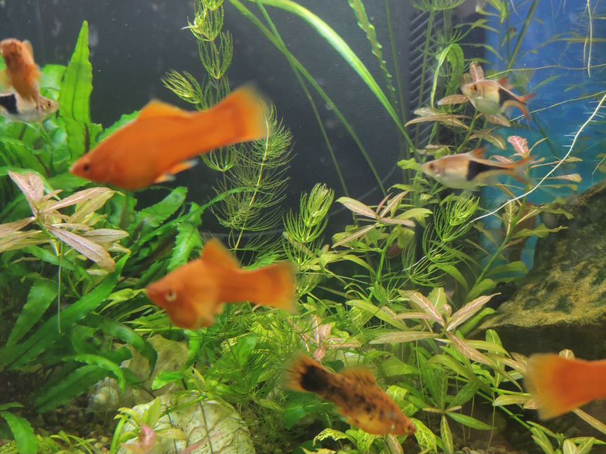 Аквариумные рыбки