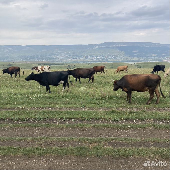 Продаются коровы