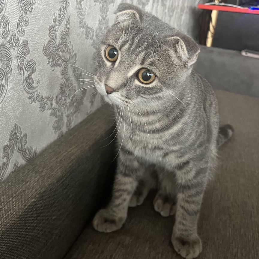 Британский короткошёрстный, взрослый кот