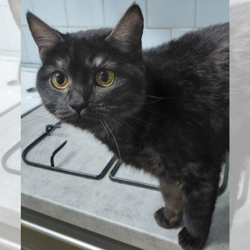 Взрослая, кошка в добрые руки