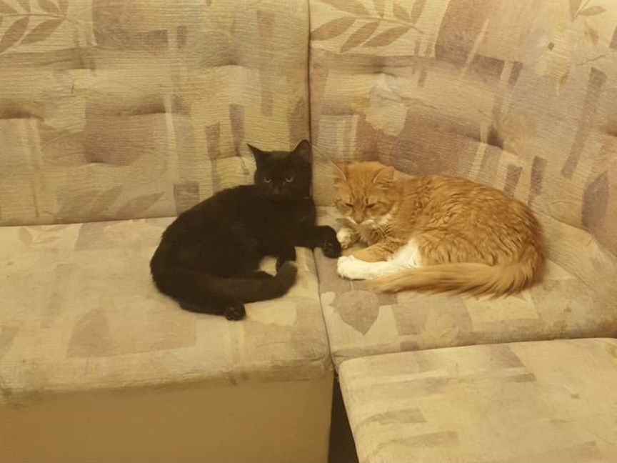 Бесплатно котята в добрые руки