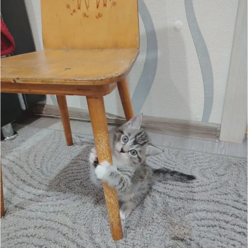 Шотландский вислоухий короткошёрстный котёнок