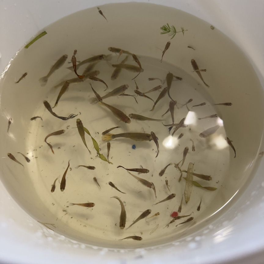 Рыбки гуппи бесплатно