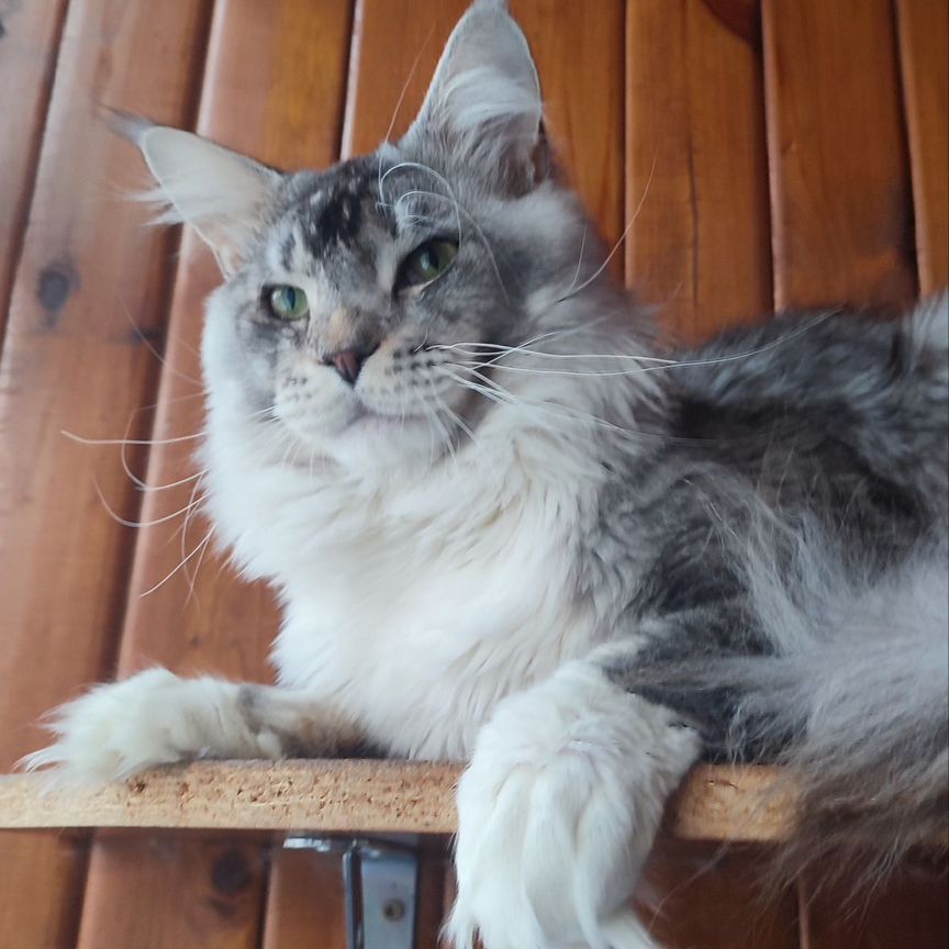 Коты Мейн куны