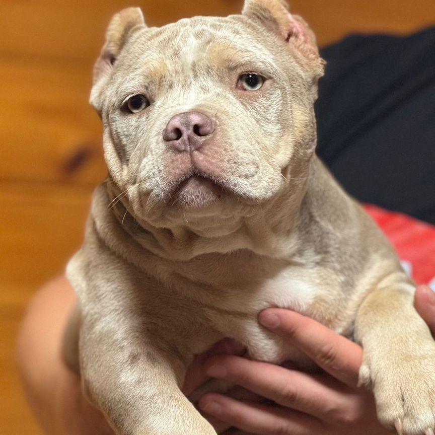 Щенки Американского булли покет девочки