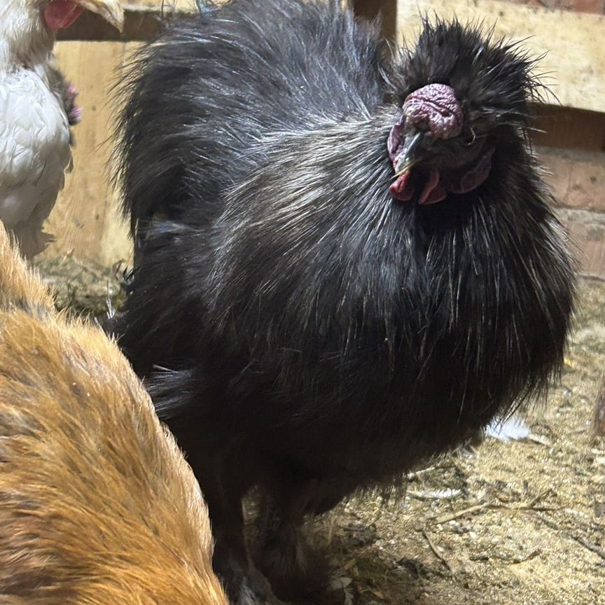 Петух китаец