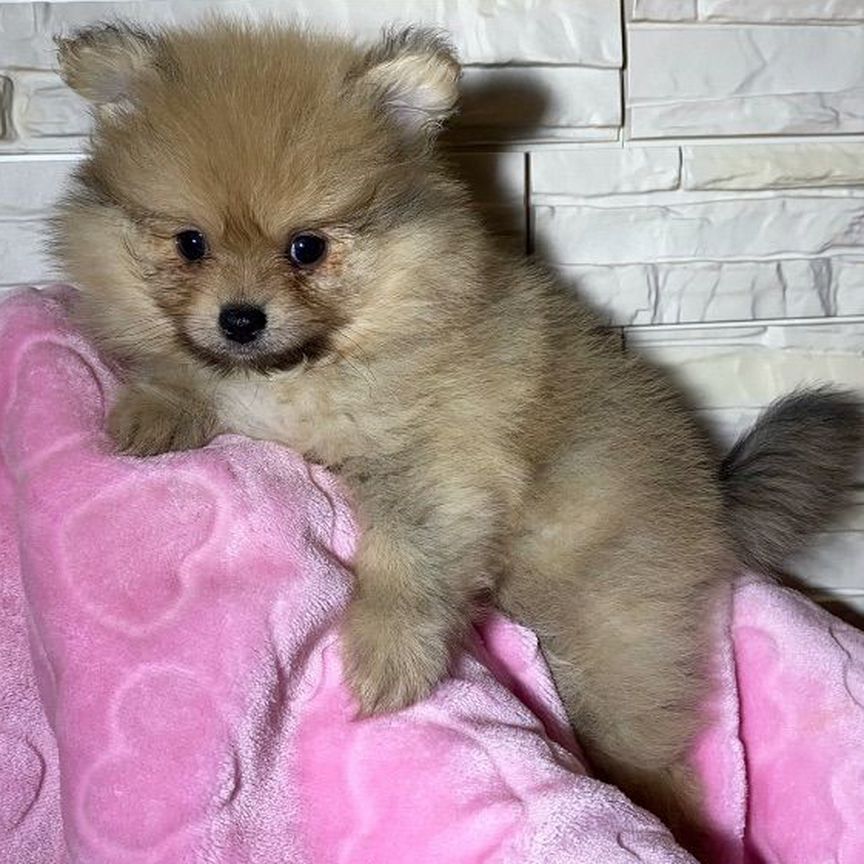 Померанский шпиц, щенок