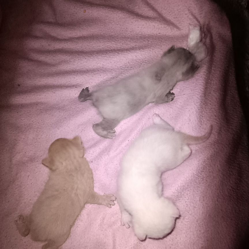 Рэгдолл котёнок