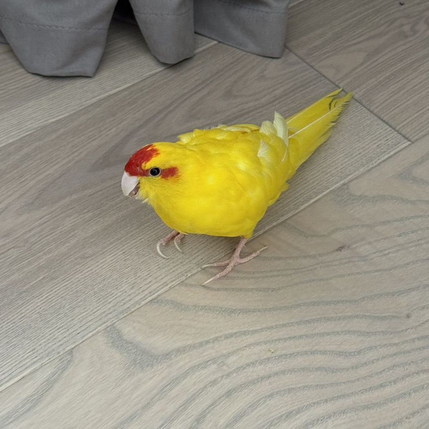 Ручной попугай какарик