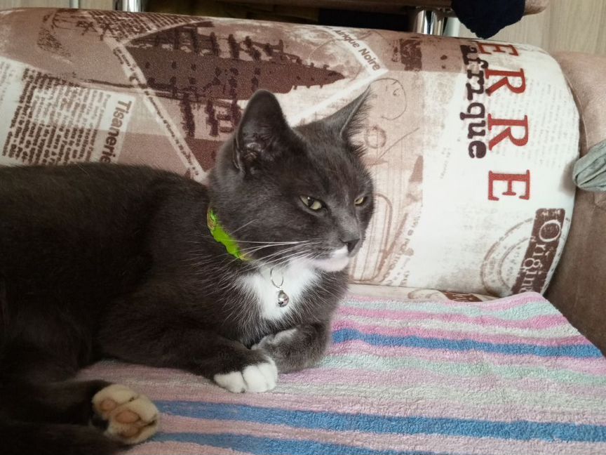 Отдам в добрые руки