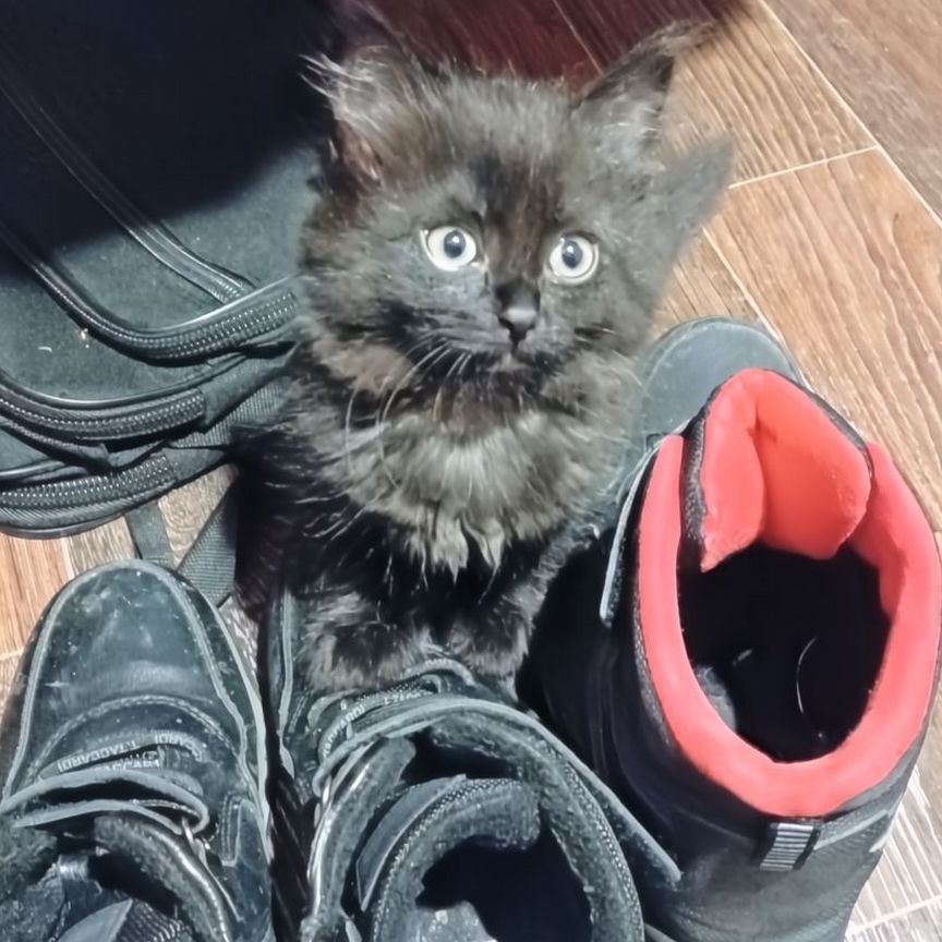 Котёнок в добрые руки