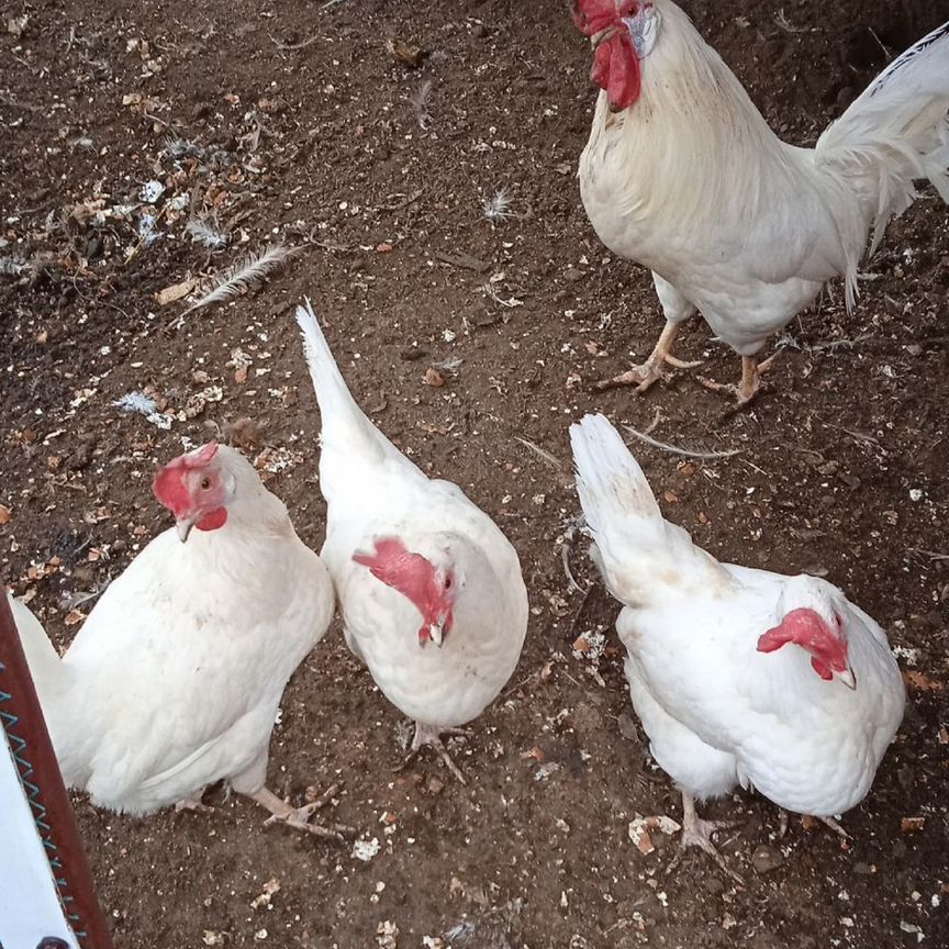 Куры леггорн