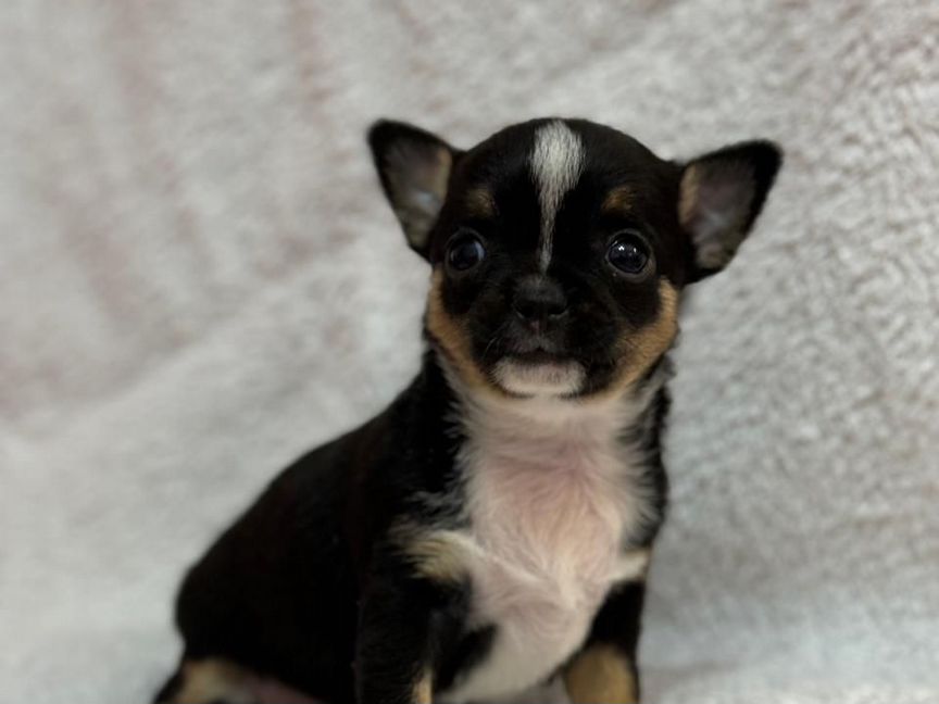 Щенки чихуахуа