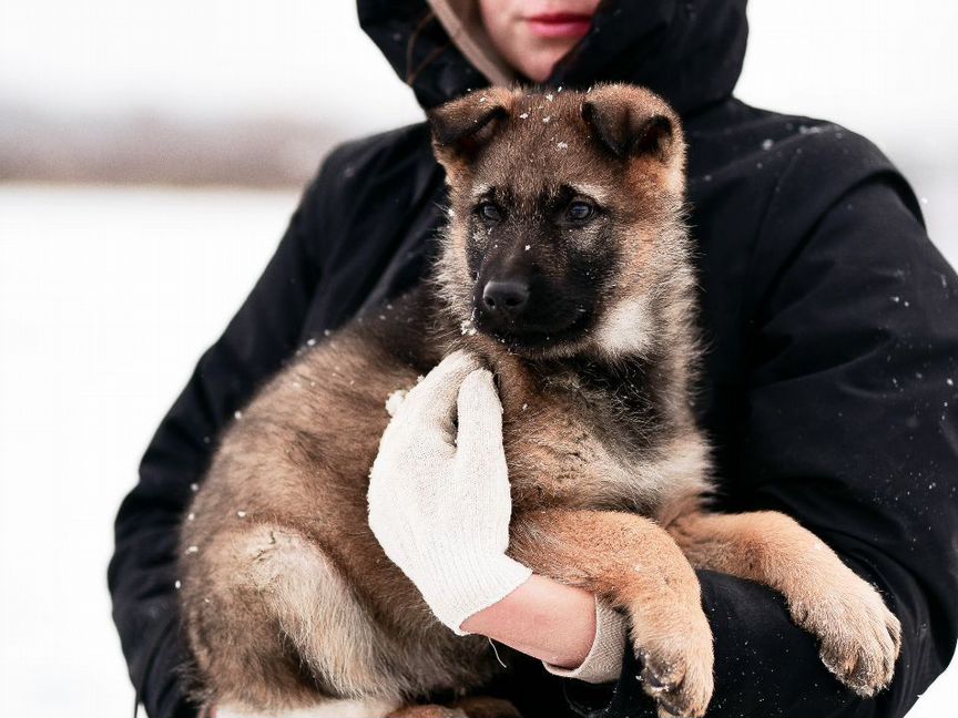 Щенки немецкой овчарки рабочего разведения